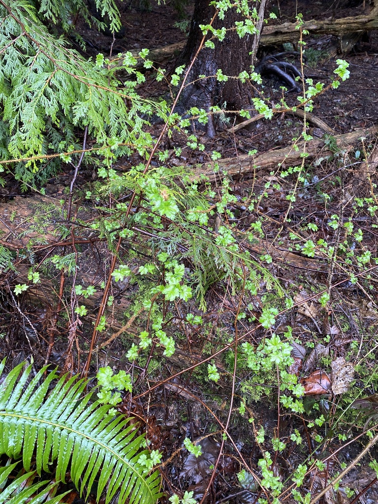 swamp currant from Pacific Spirit Regional Park, Greater Vancouver, BC ...