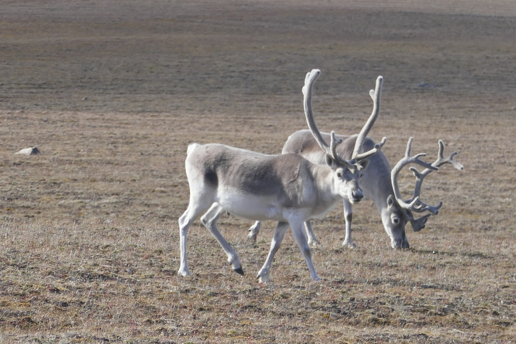 Peary Caribou (Rangifer tarandus pearyi) - Know Your Mammals
