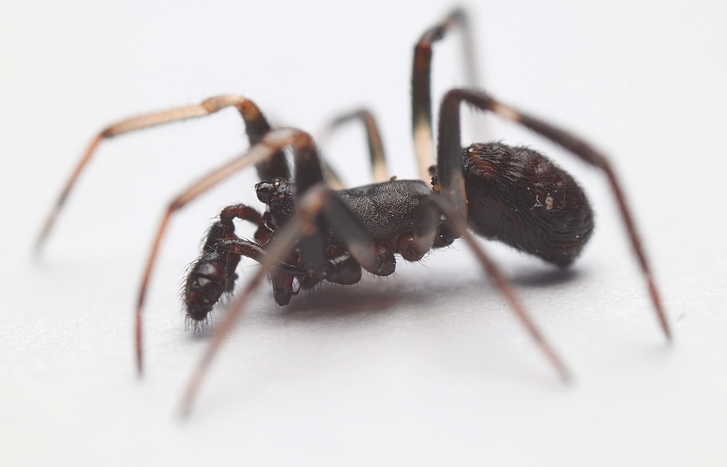 False Widow Spiders from Kaeo, New Zealand on March 12, 2022 at 02:55 ...