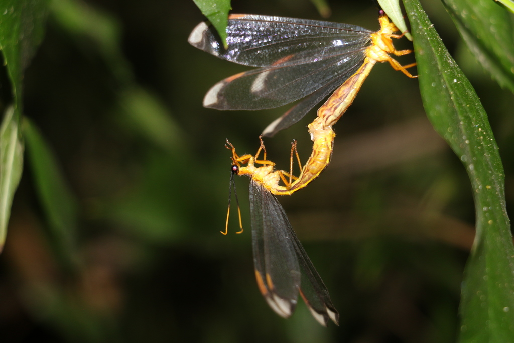 Blue Eyes Lacewing from Salisbury, Queensland, Australia on March 22 ...