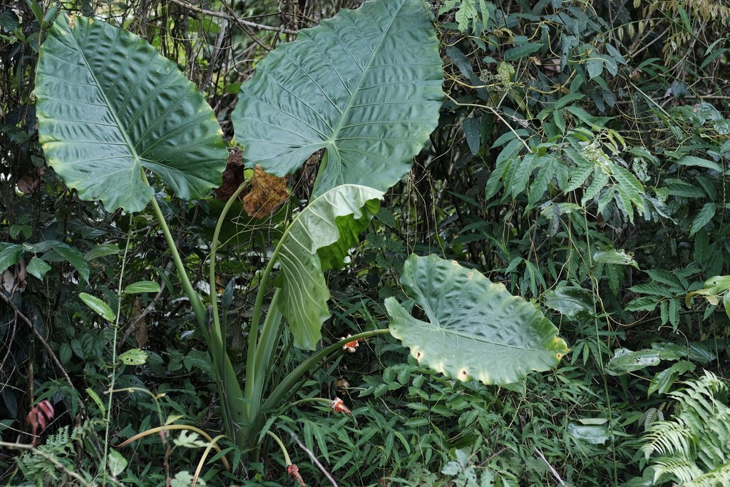 Asian Taro from Ngoi, Louangphrabang, Laos on May 19, 2016 at 02:46 PM ...