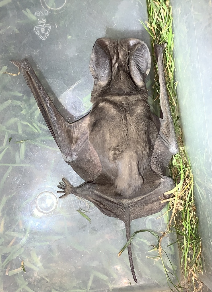 Western Mastiff Bat from N Grand Ave, Morristown, AZ, US on March 23 ...