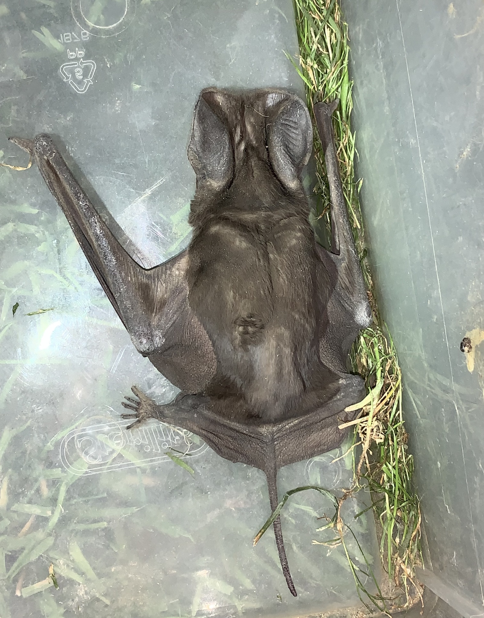 Eumops perotis (Schinz, 1821)