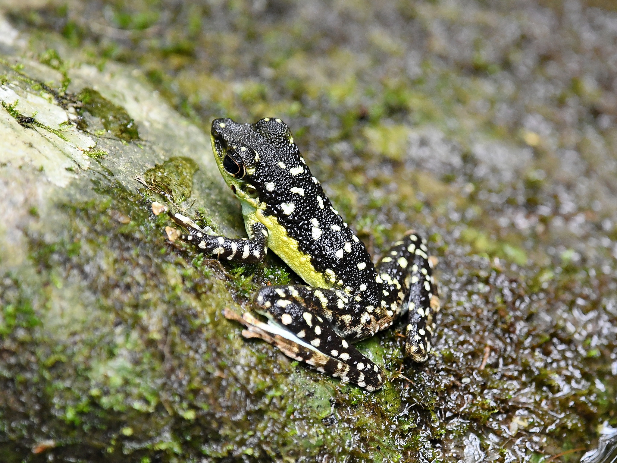 Staurois natator (Günther, 1858)