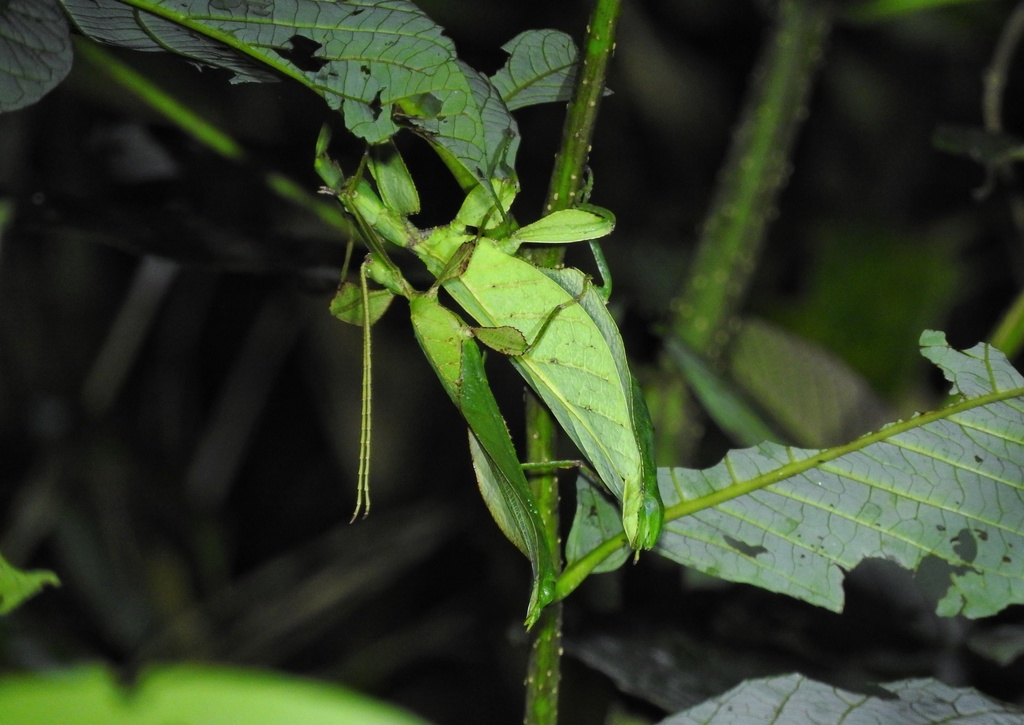 Cryptophyllium tibetense from 中国西藏自治区林芝市墨脱县 on July 21, 2019 at 02:50 ...