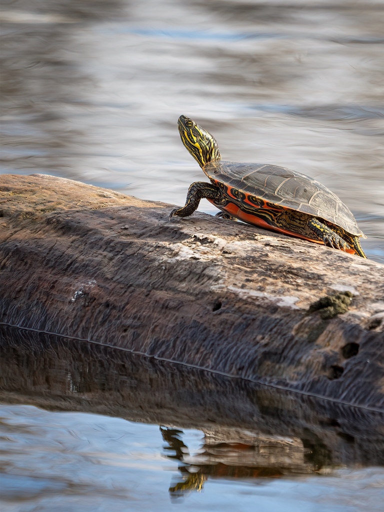 Western Painted Turtle from Munson Pond Park, Kelowna, BC, CA on March ...