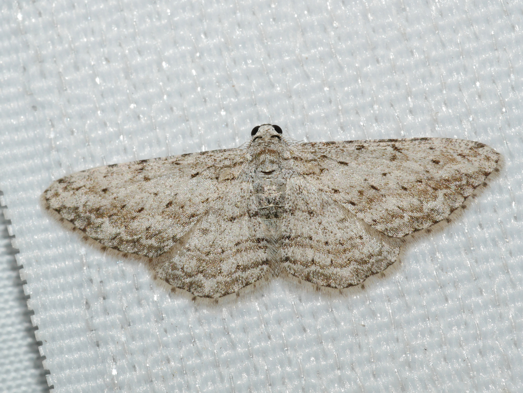 Long-fringed Bark Moth from Morwell National Park, Fosters Gully Track ...