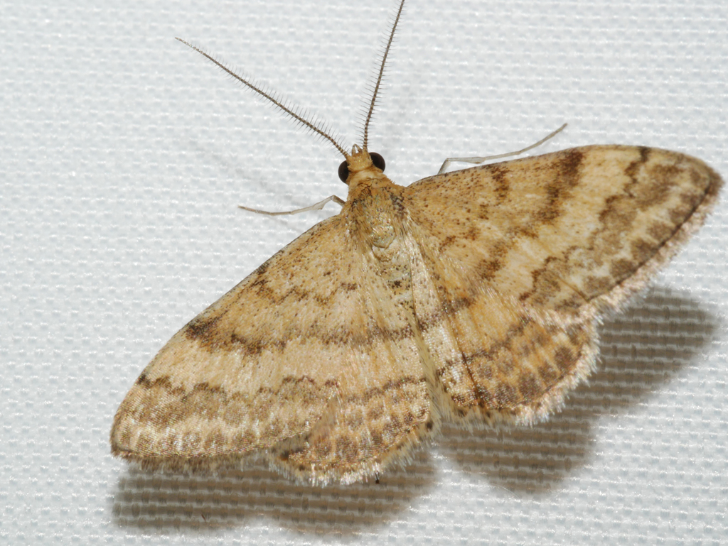 Plantain moth from Morwell National Park, Fosters Gully Track, Section ...