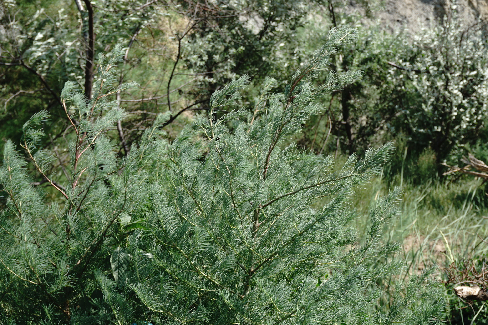 Suaeda altissima (L.) Pall.
