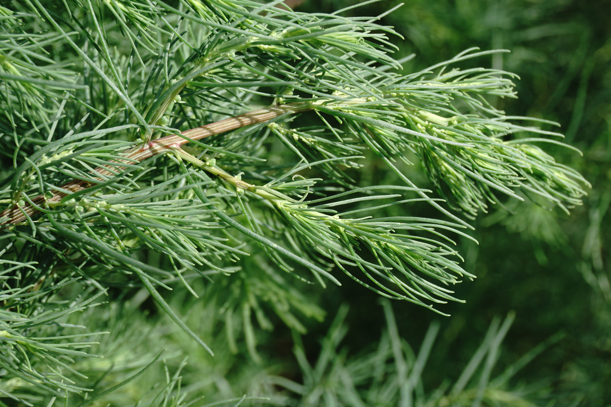 Suaeda altissima (L.) Pall.