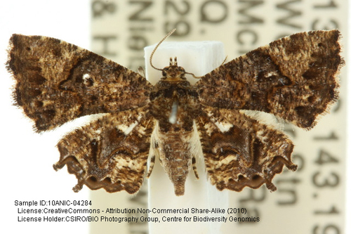 Epiplema leucosema · iNaturalist