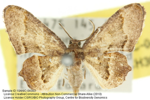 Monobolodes subfalcata · NaturaLista Colombia
