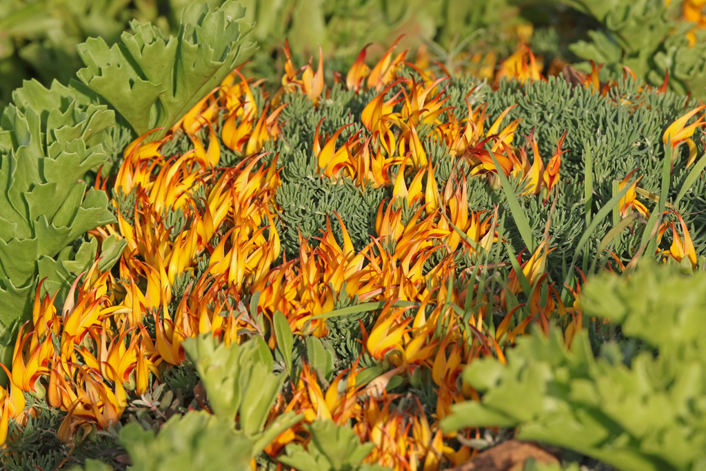 Pico de El Sauzal (Especies en Peligro Crítico de Canarias) · iNaturalist