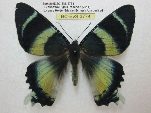 Alcides leone · iNaturalist United Kingdom