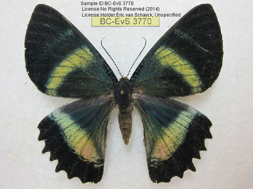 Alcides ribbei · iNaturalist