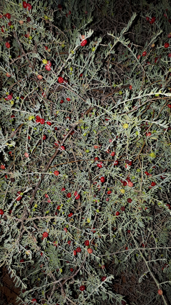 Barrier Saltbush from Oakden Hills SA 5713, Australia on March 20, 2022 ...