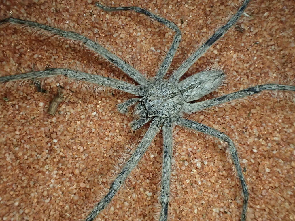 Spotted Bark Huntsman in March 2022 by Mark Hura · iNaturalist