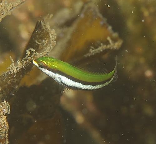 Bird Wrasse (Fishes of Cabbage Tree Bay Aquatic Reserve, Sydney ...