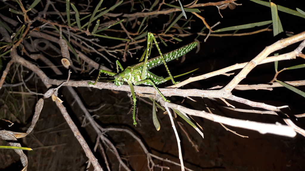 Spotted Predatory Katydid in March 2022 by Mark Hura · iNaturalist