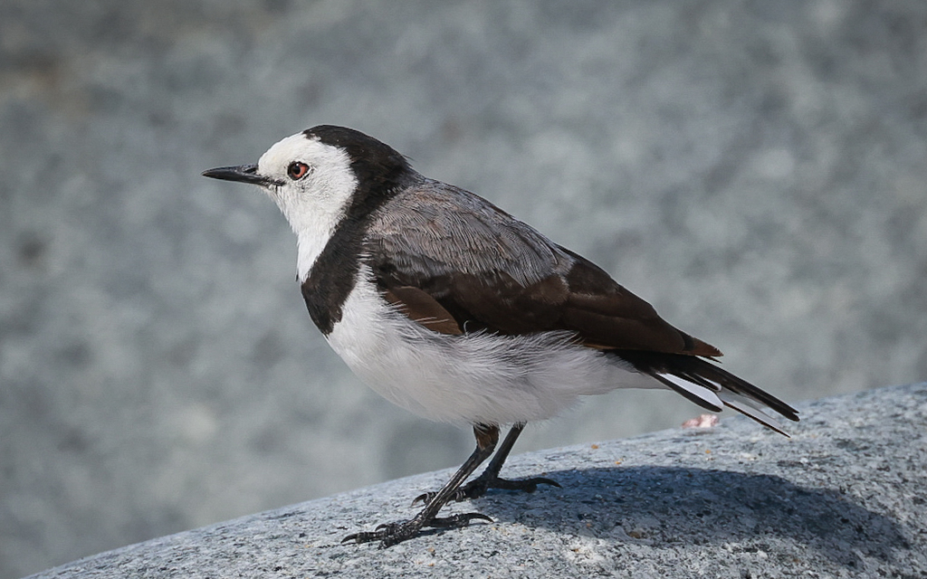 White-fronted Chat from Break O'Day, TAS, Australia on March 24, 2022 ...
