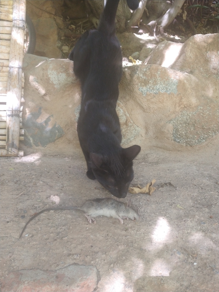 Black Rat from Horcón, Paihuano, Coquimbo, Chile on February 8, 2022 at ...