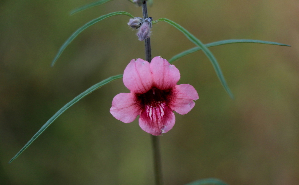 Wild Sesame from Bojanala, South Africa on March 23, 2022 at 01:00 PM ...