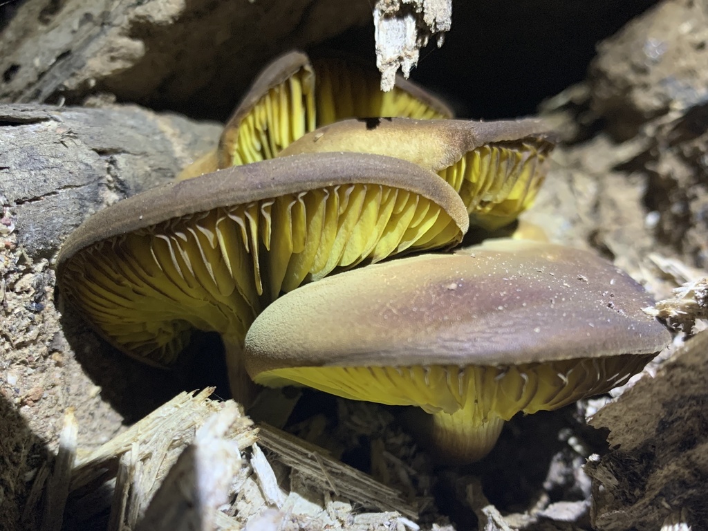 Phylloporus in March 2022 by gillegan · iNaturalist