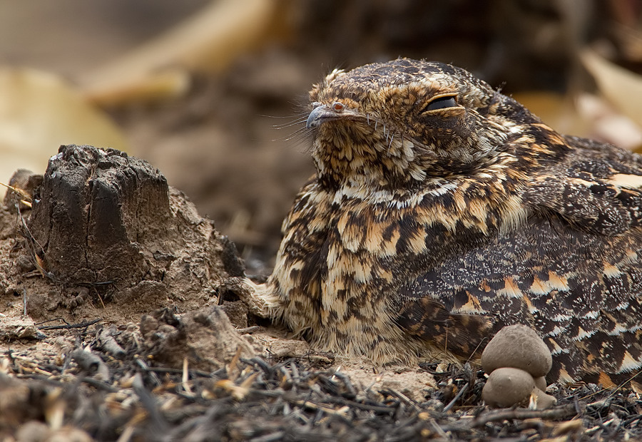 Standard-winged Nightjar (Caprimulgus longipennis) - Avian Discovery