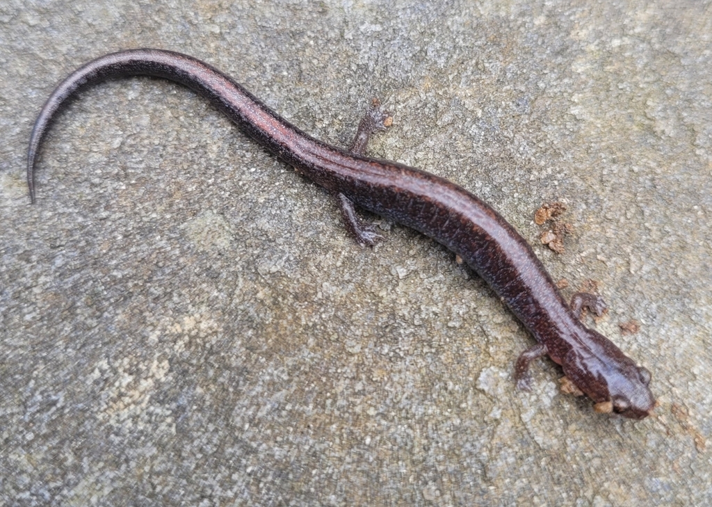 Southern Red-backed Salamander in February 2022 by Marel D. · iNaturalist
