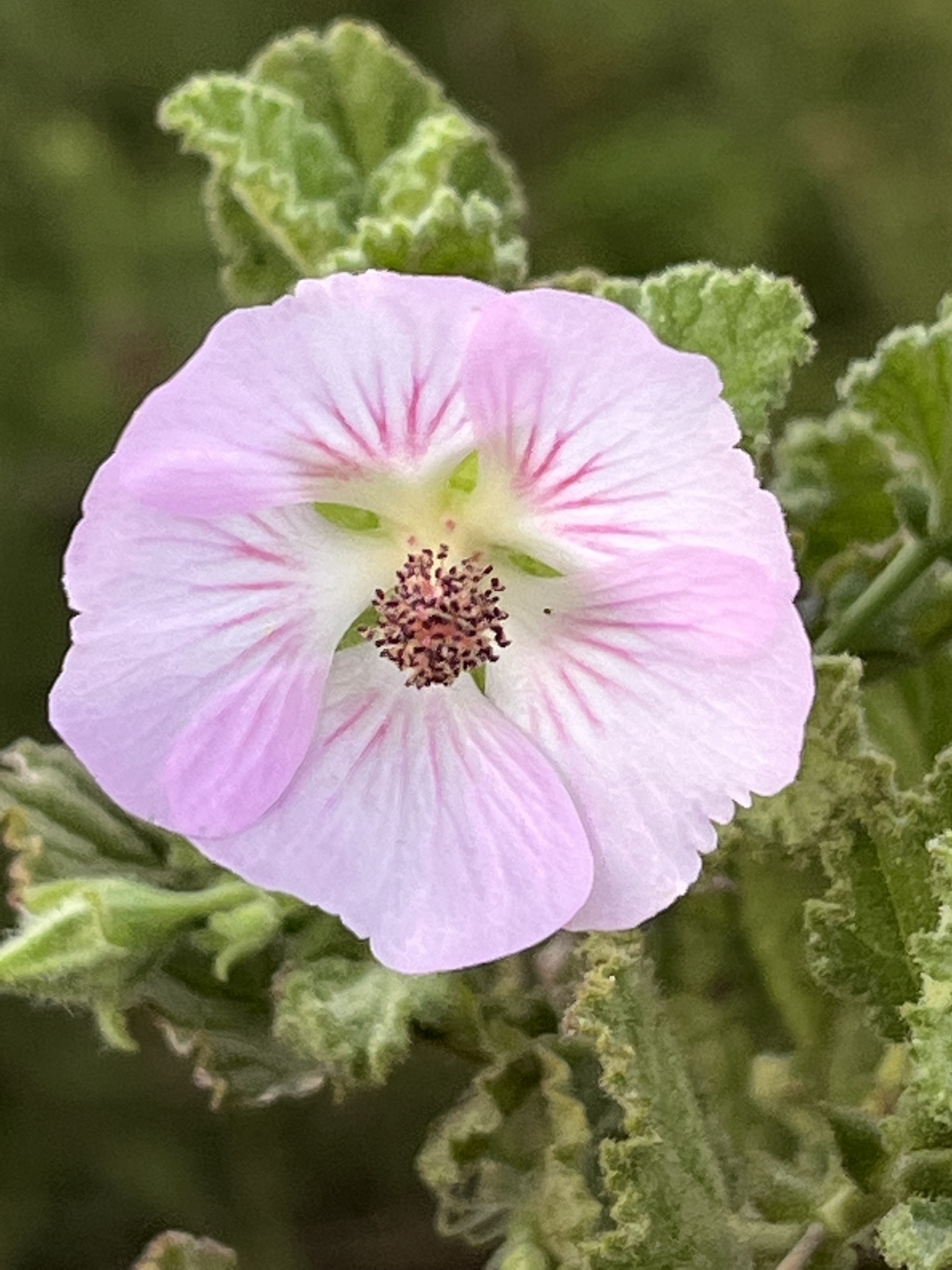 Anisodontea scabrosa (L.) D.M.Bates