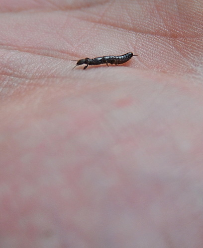 Genus Embia · iNaturalist