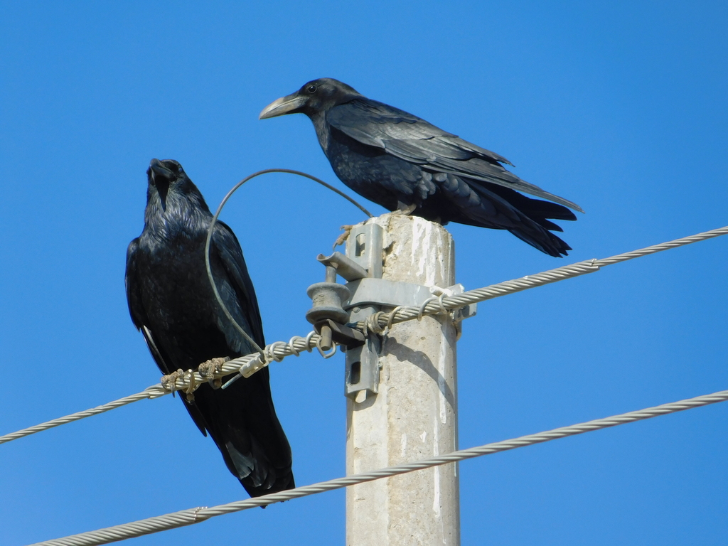 Common Raven from Cuencamé, Dgo., México on April 24, 2018 at 08:58 AM ...
