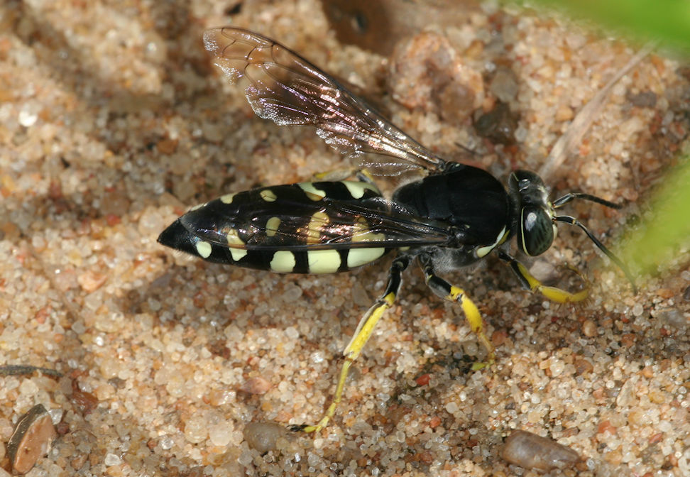 Horse Guard Wasp from Yell County, AR, USA on July 6, 2008 at 10:55 AM ...