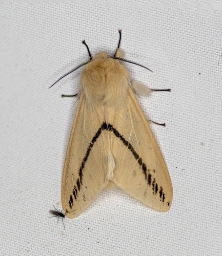 Lemyra obliquivitta · iNaturalist