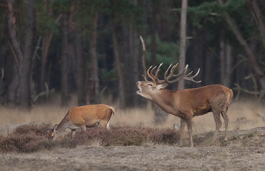 European Red Deer (Cervus elaphus elaphus) - Know Your Mammals