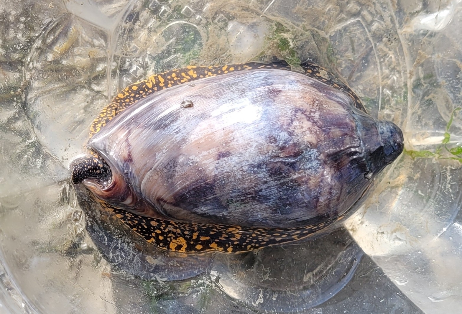 Cymbiola nobilis (Lightfoot), 1786