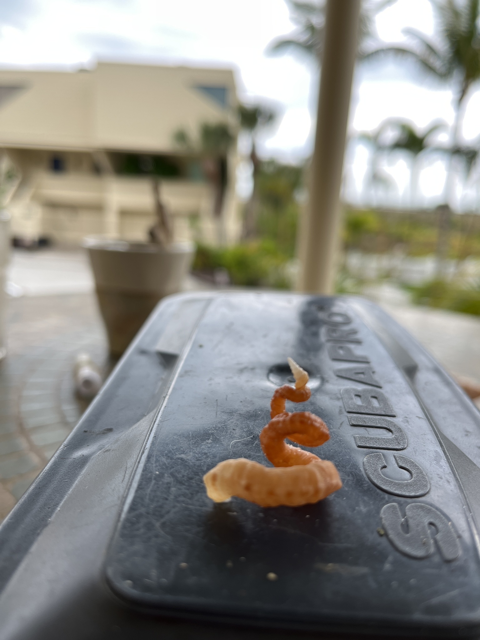 Vermicularia knorrii (Deshayes, 1843)