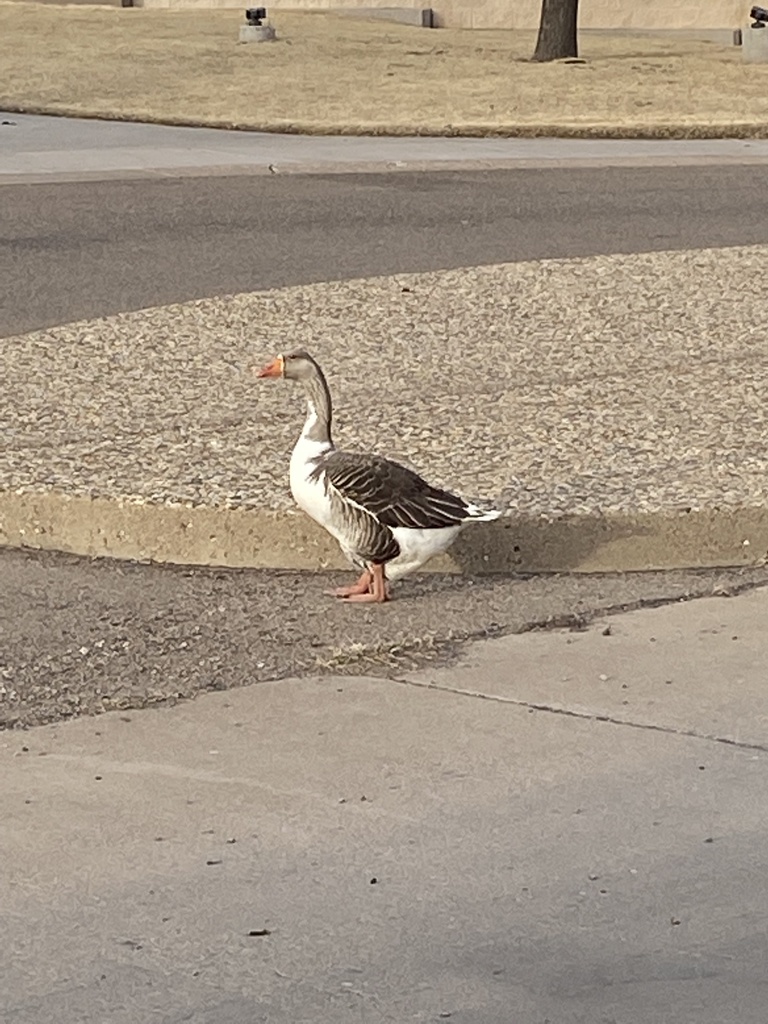 Grey Geese from Leroy Elmore Park, Lubbock, TX, US on March 22, 2022 at ...