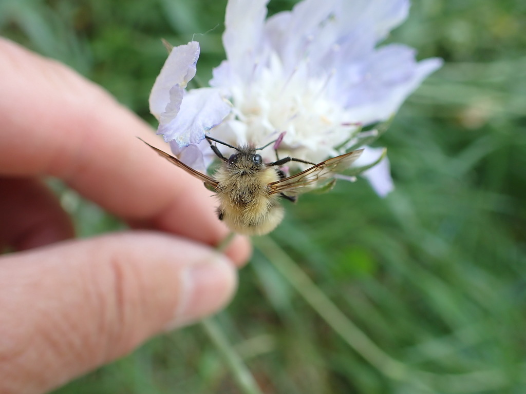 Perplexing Bumble Bee from Douglasdale, Calgary, AB T2Z, Canada on ...