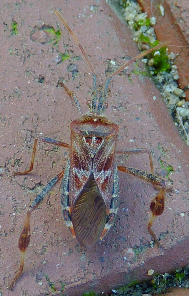 Western Conifer Seed Bug from Tallmadge on September 30, 2012 by Rob ...