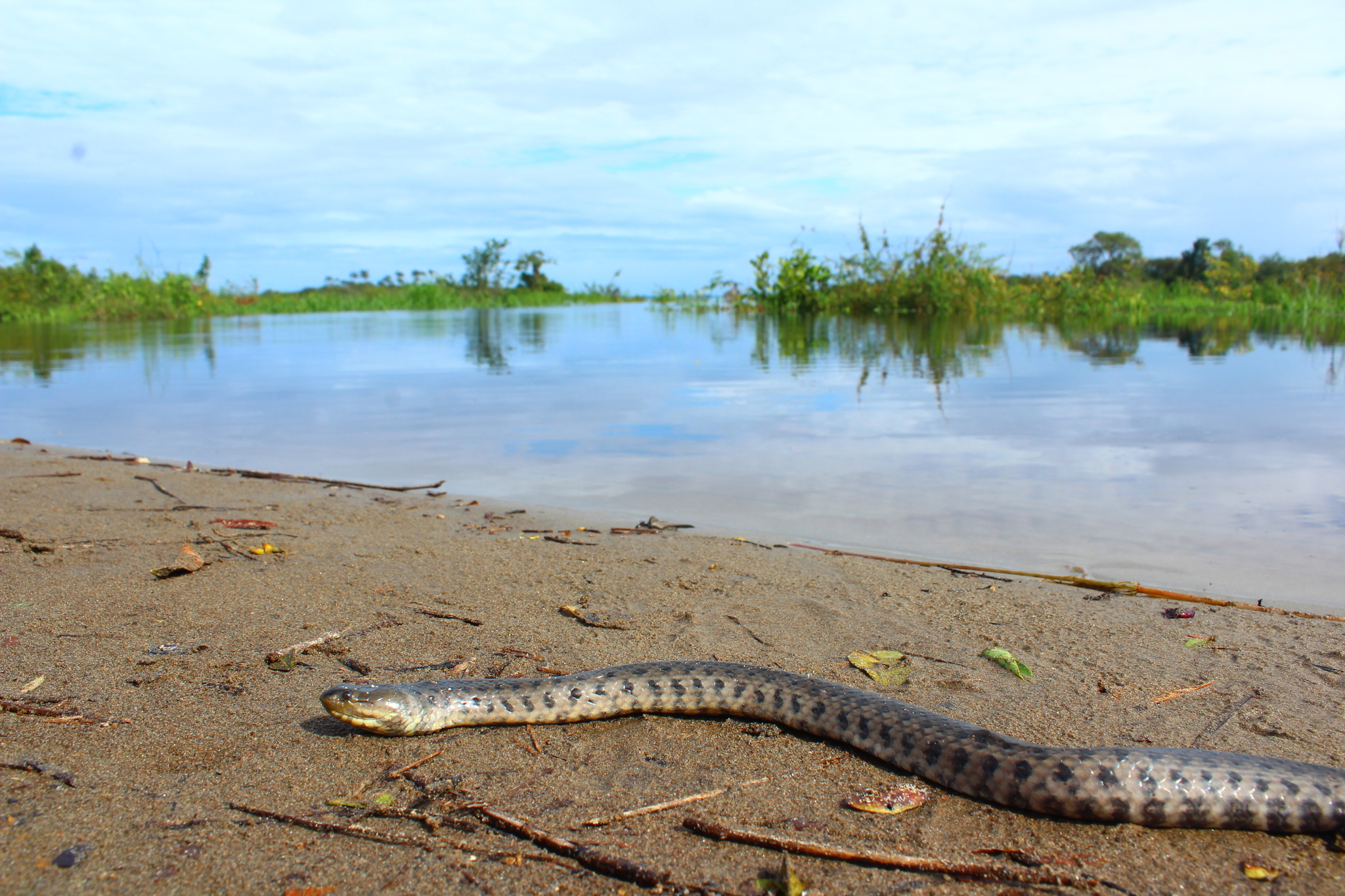 Helicops leopardinus (Schlegel, 1837)