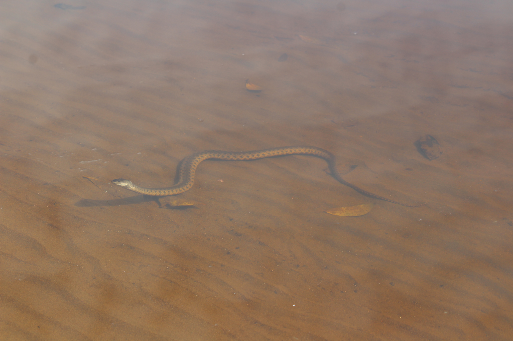 Helicops leopardinus (Schlegel, 1837)