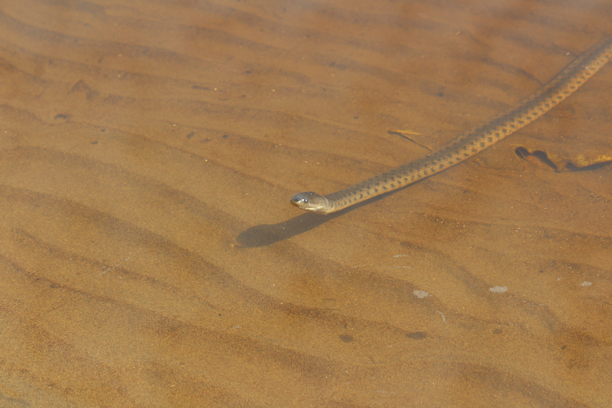 Helicops leopardinus (Schlegel, 1837)