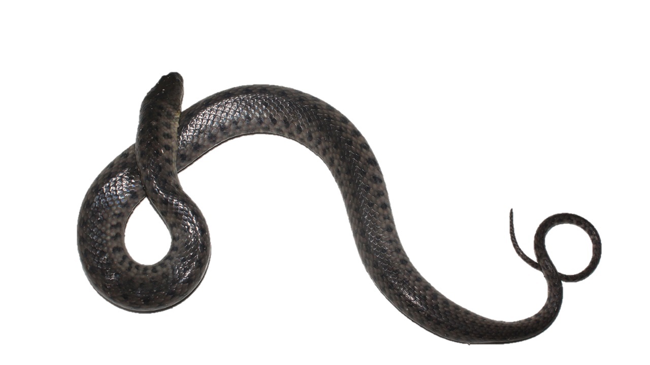 Helicops leopardinus (Schlegel, 1837)