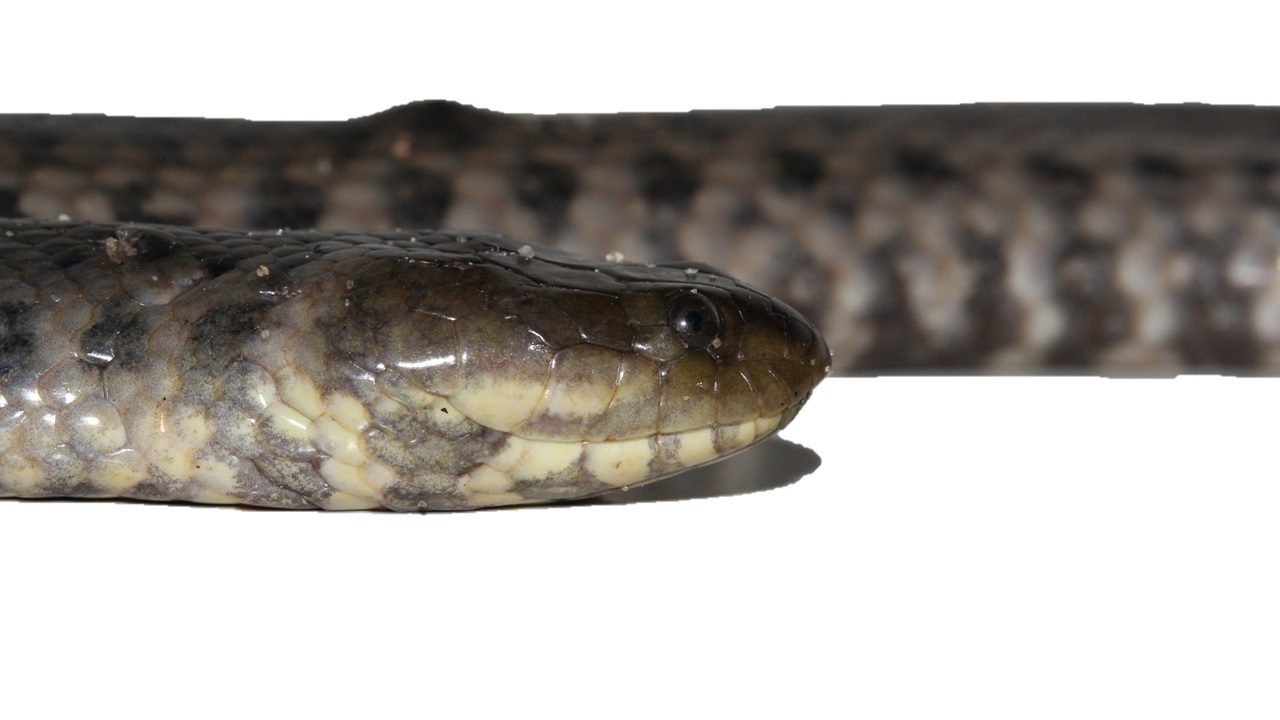 Helicops leopardinus (Schlegel, 1837)