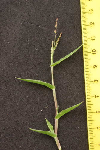 Sprawling Signalgrass (Urochloa reptans)