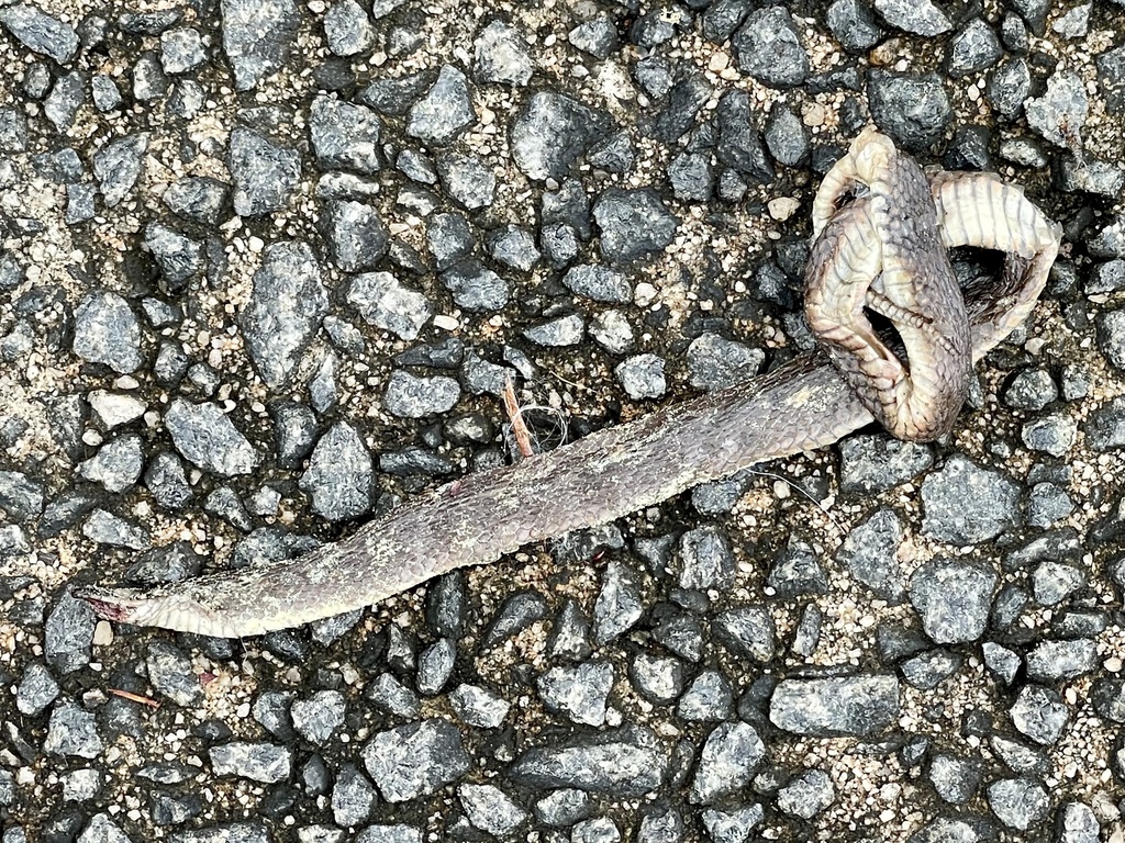 Natricine Snakes from Duke University, Durham, NC, US on March 24, 2022 ...