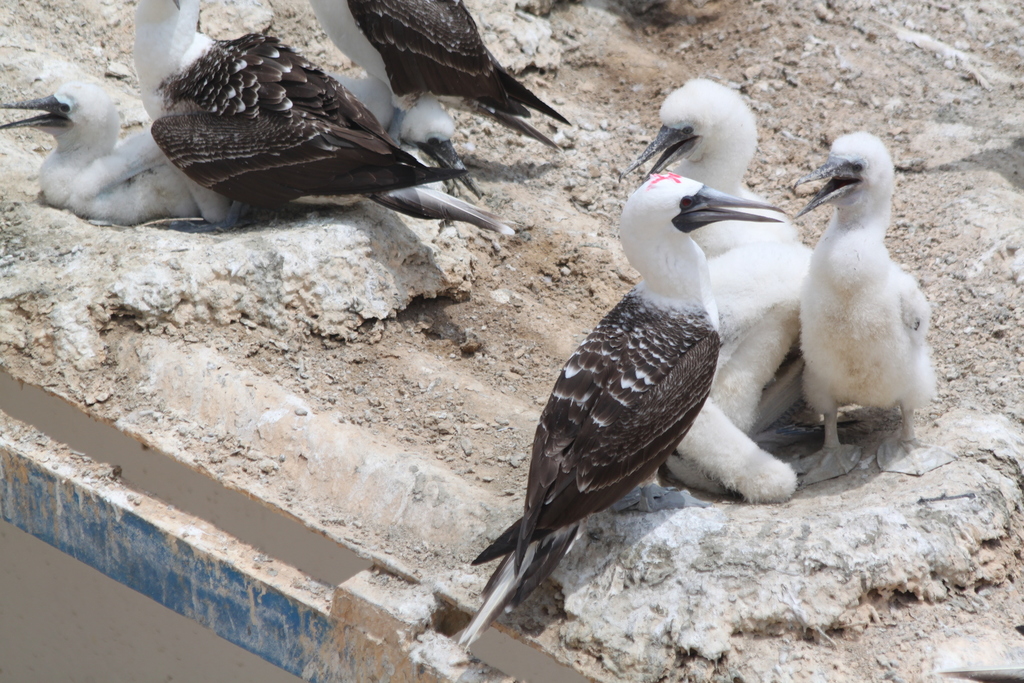 Peruvian Booby from Isla Guanape Norte, Peru on November 16, 2019 at 01 ...