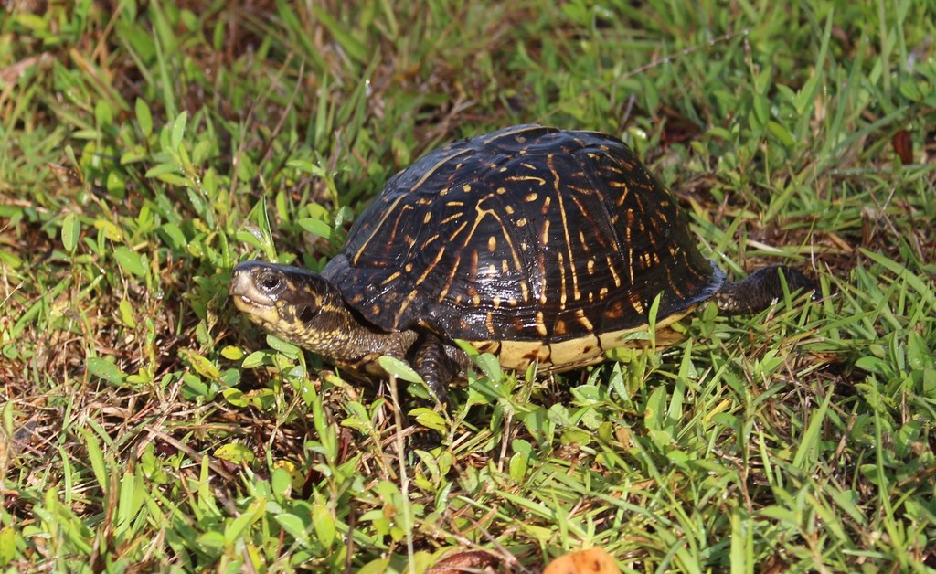 Florida Box Turtle from Miami-Dade County, FL, USA on March 15, 2022 at ...