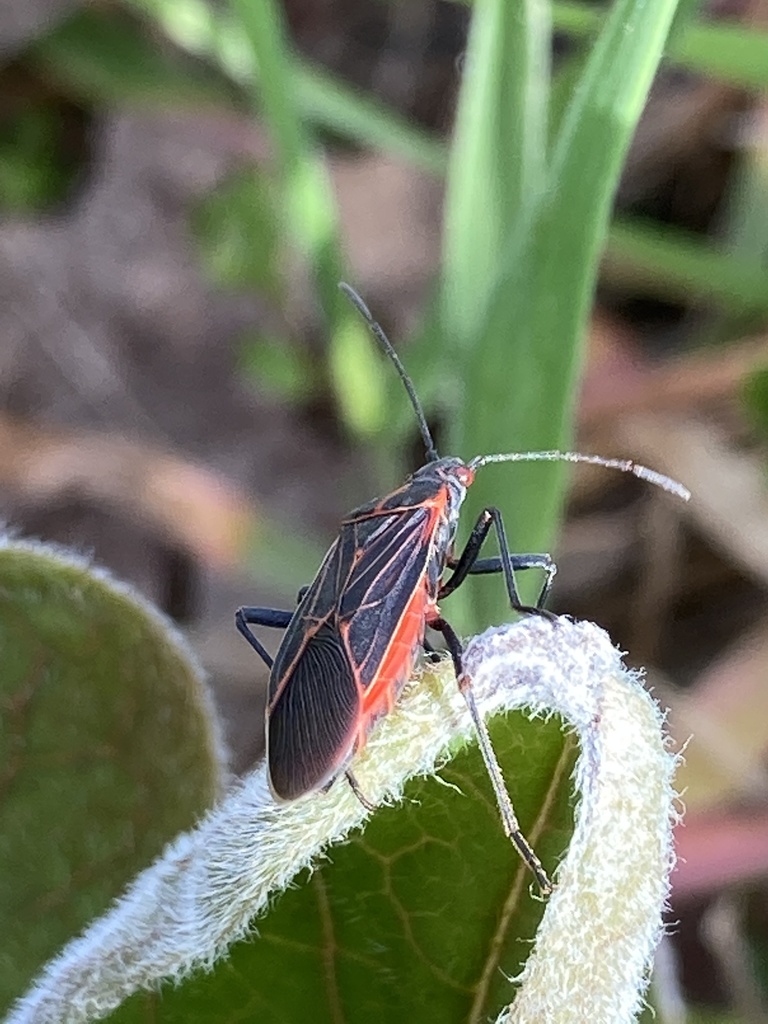 Western Boxelder Bug from Columbia River Gorge National Scenic Area ...